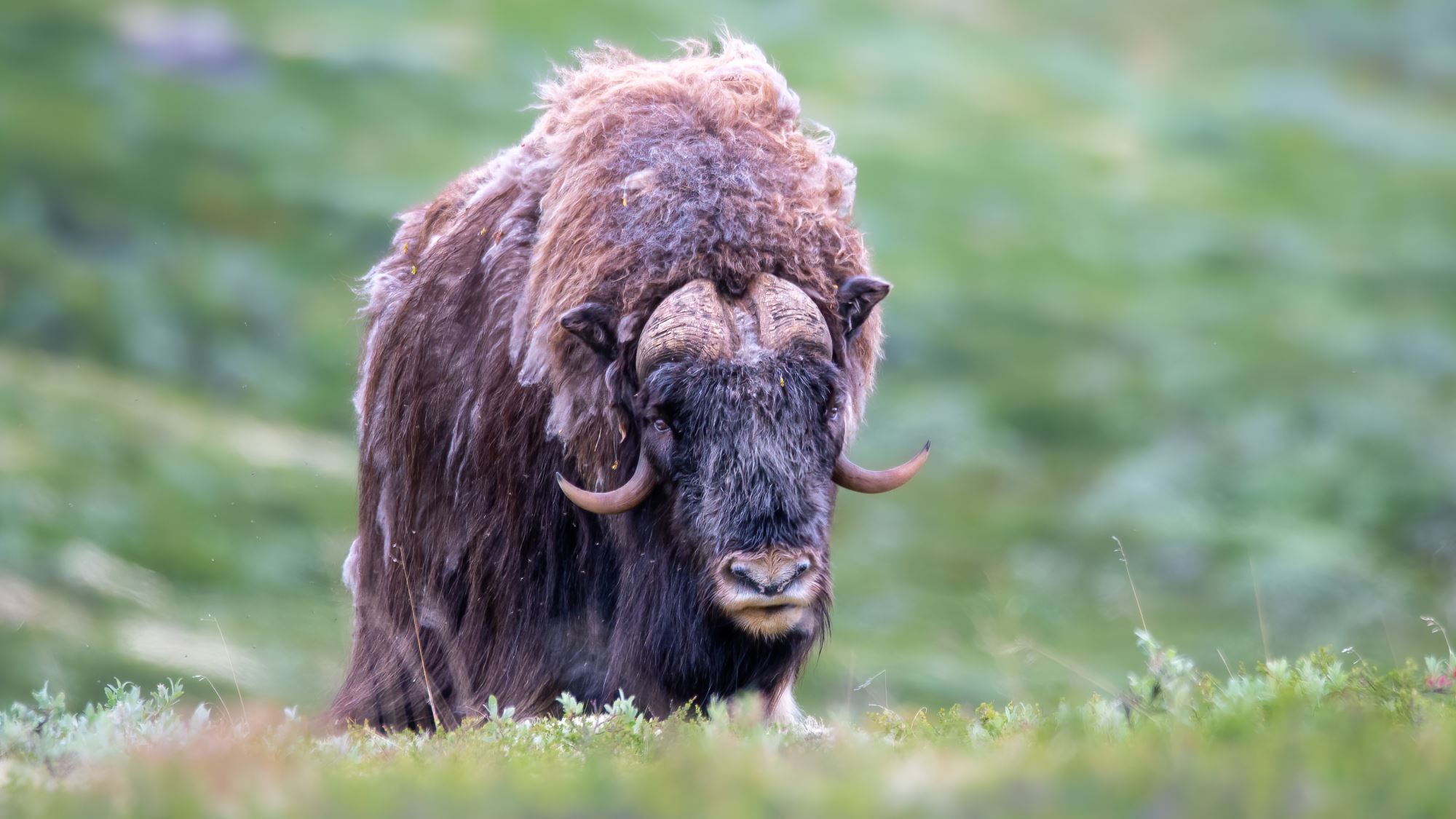 Safaris - Musk Ox Safari - Dovrefjell National Park - Oppdal - Norway